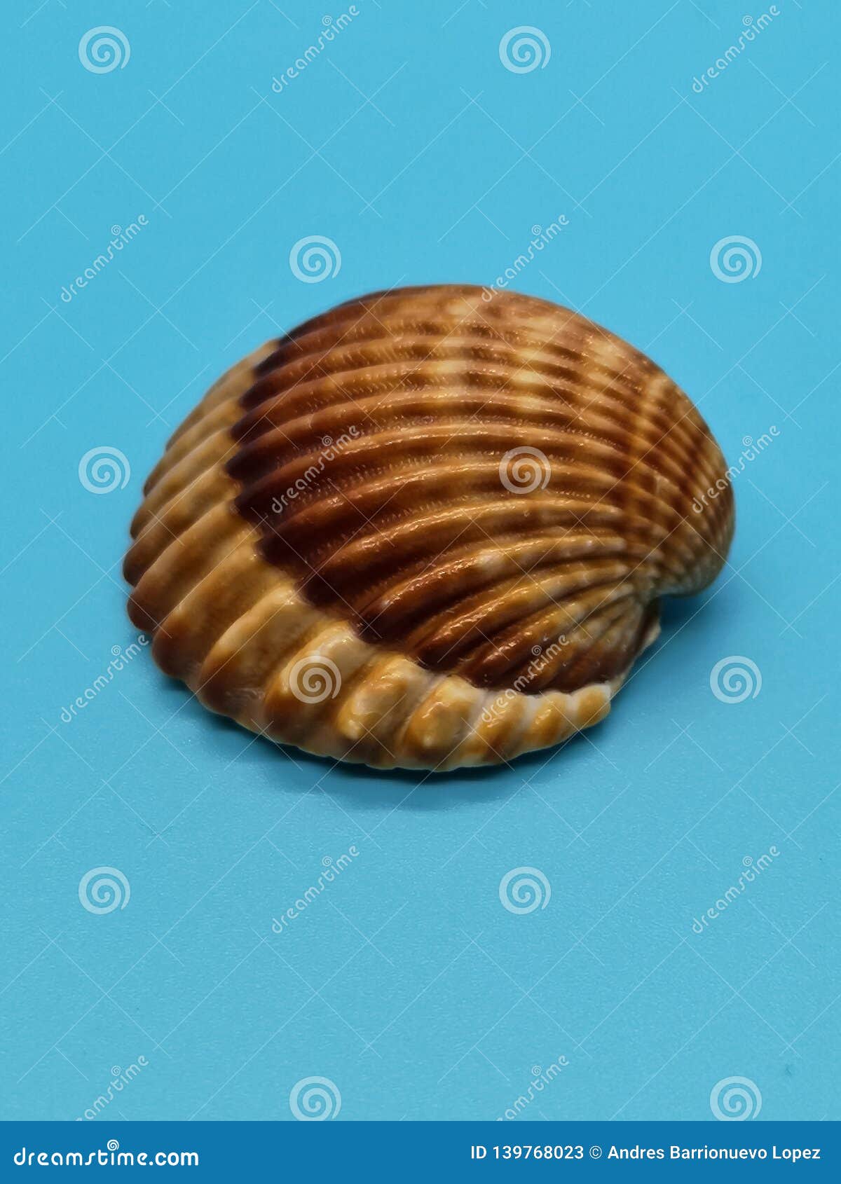 Brown and white seashells stock image. Image of star - 139768023