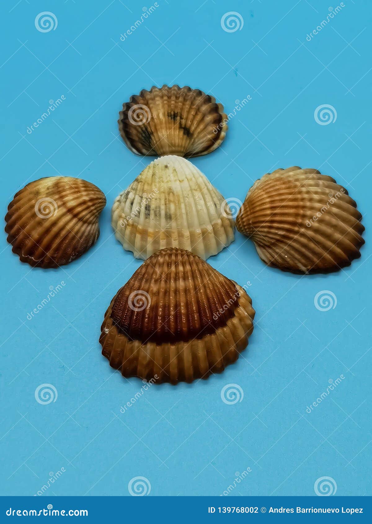 Brown and White Seashells in Composition Stock Photo - Image of relax ...