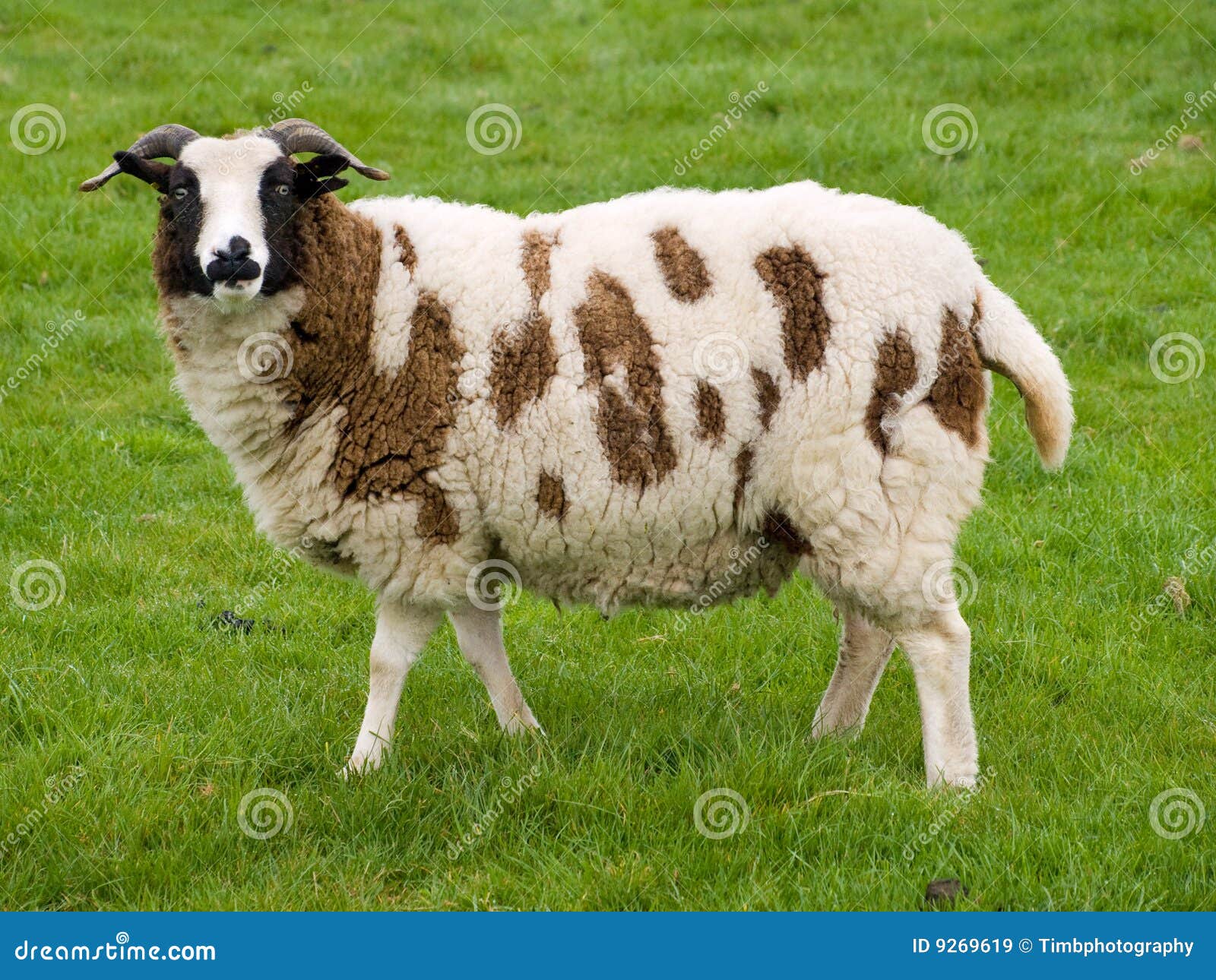 Brown And White Lamb