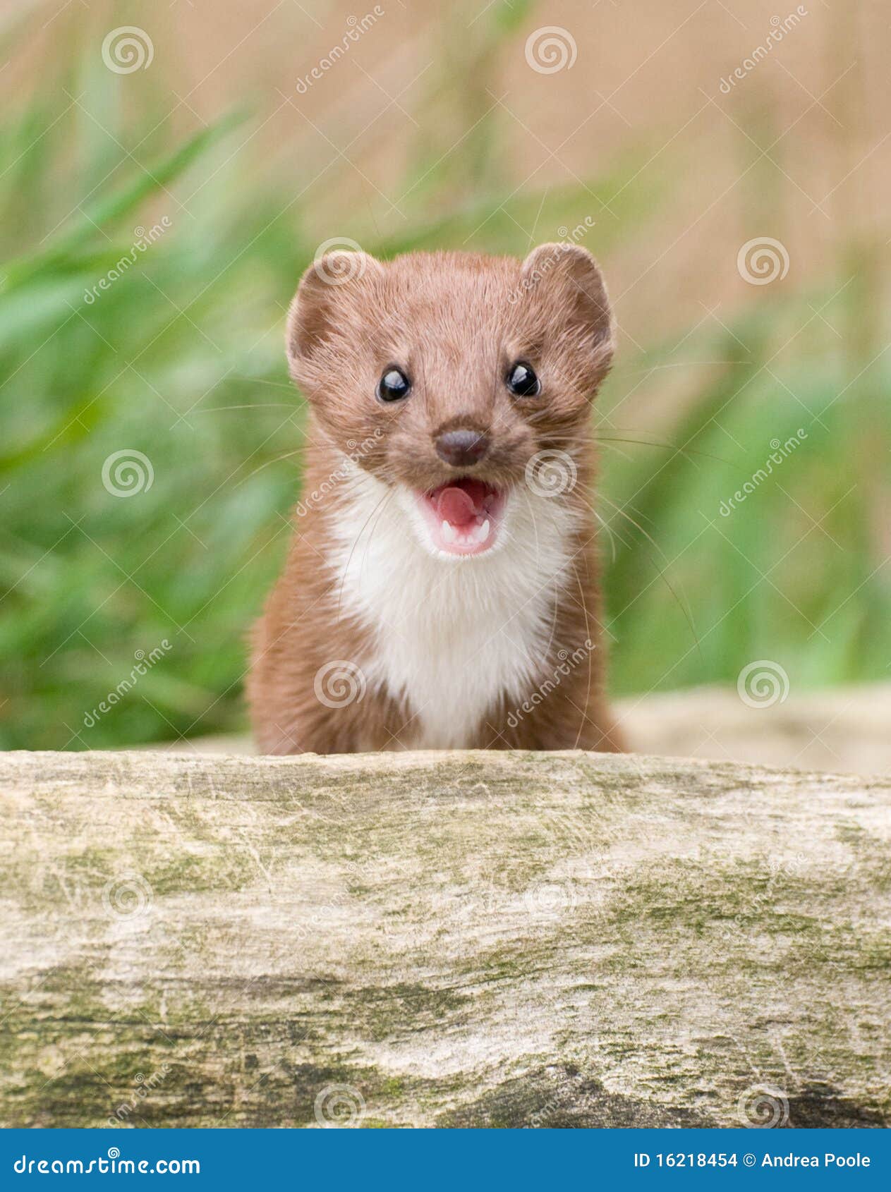 Angry Weasel