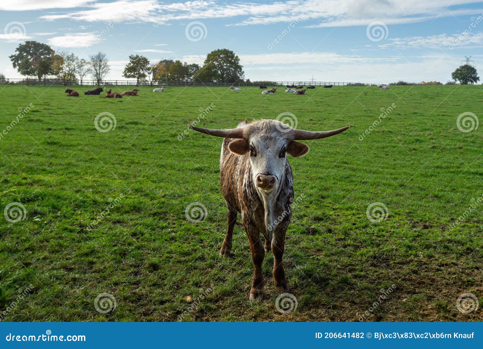Brown white spotted cattle stock photo. Image of usable - 206641482