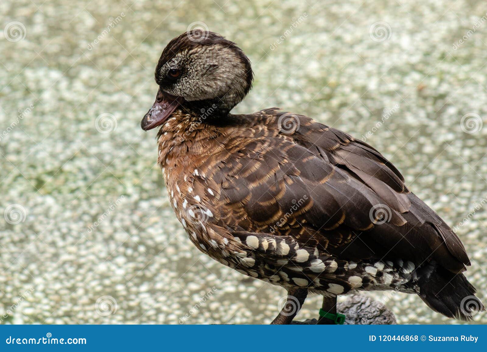 Brown and White Spotted Duck Stock Photo - Image of feather, wing ...