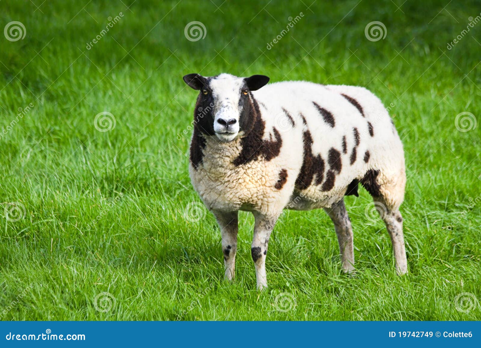 Brown And White Spotted Sheep Stock Image - Image of nature, animal ...