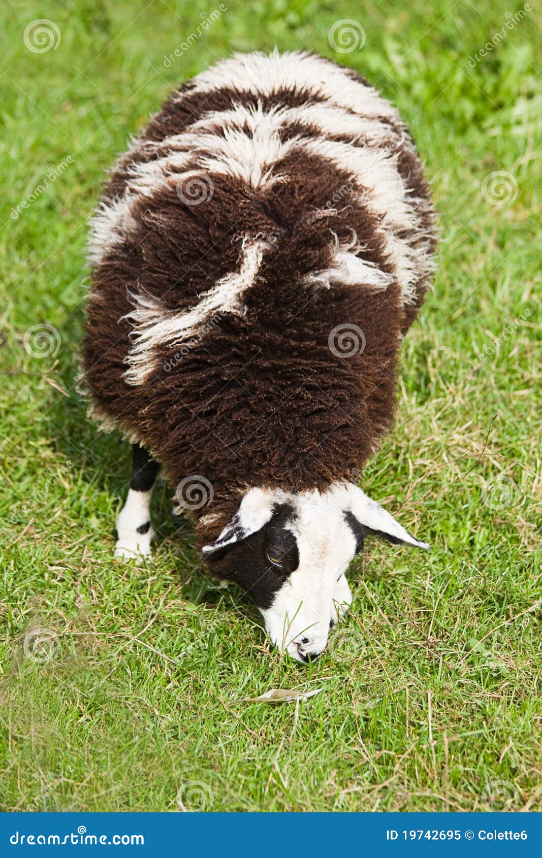 Brown and White Spotted Sheep Grazing Stock Image - Image of rural ...