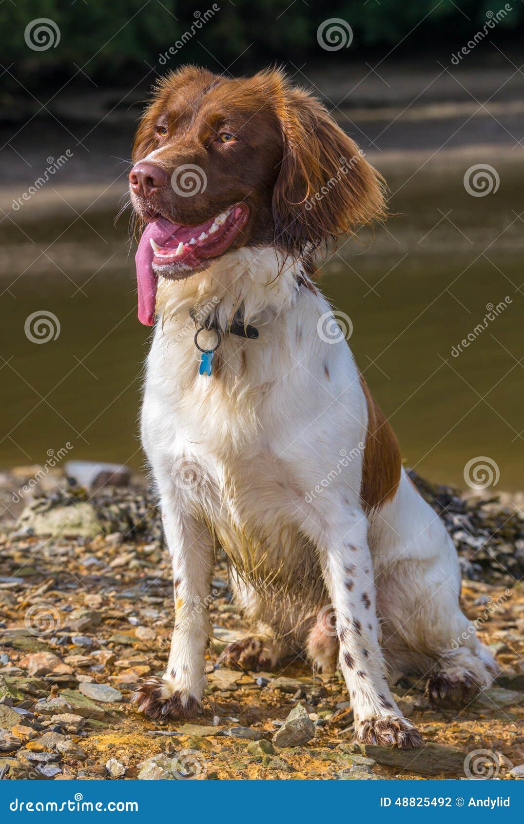 Brown and White Springer Spaniel Dog Stock Photo - Image of retriever ...