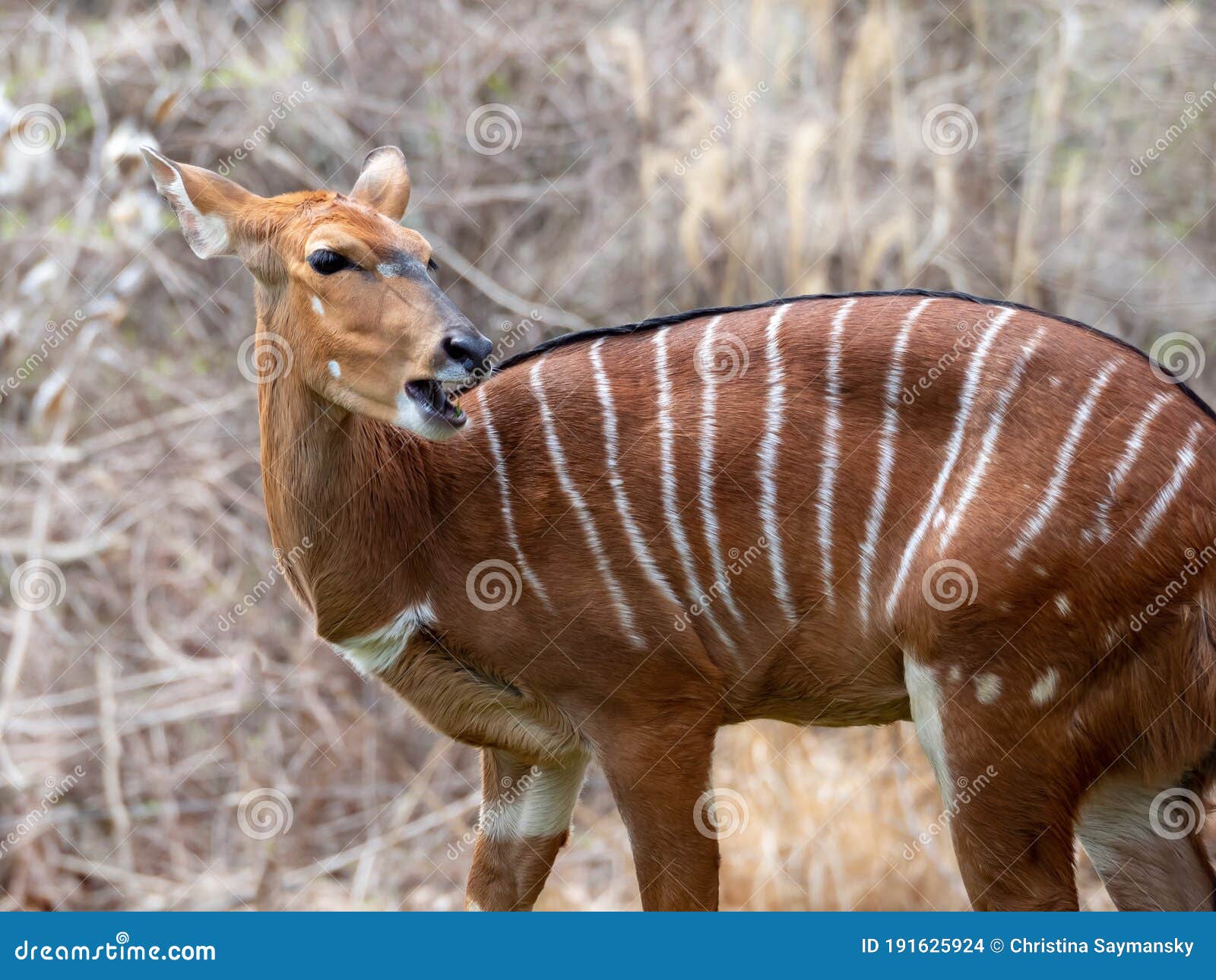 A Brown and White Striped Gazelle Standing in Nature Stock Photo ...