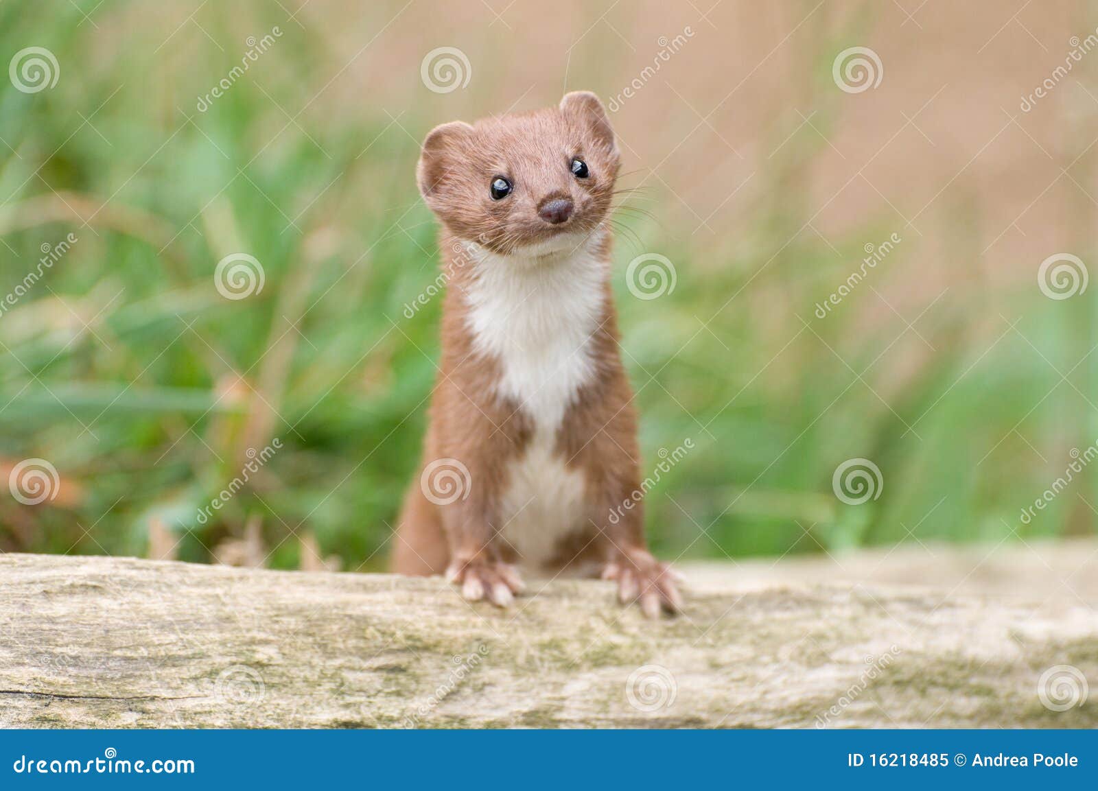Brown and White Weasel stock image. Image of white, british - 16218485