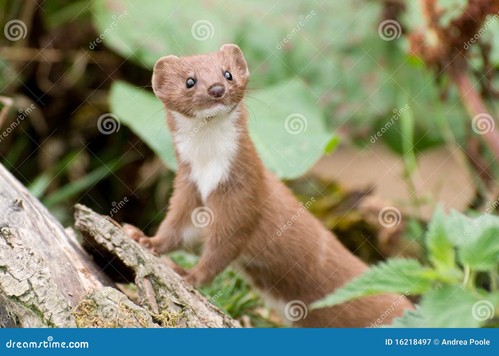Brown Weasel