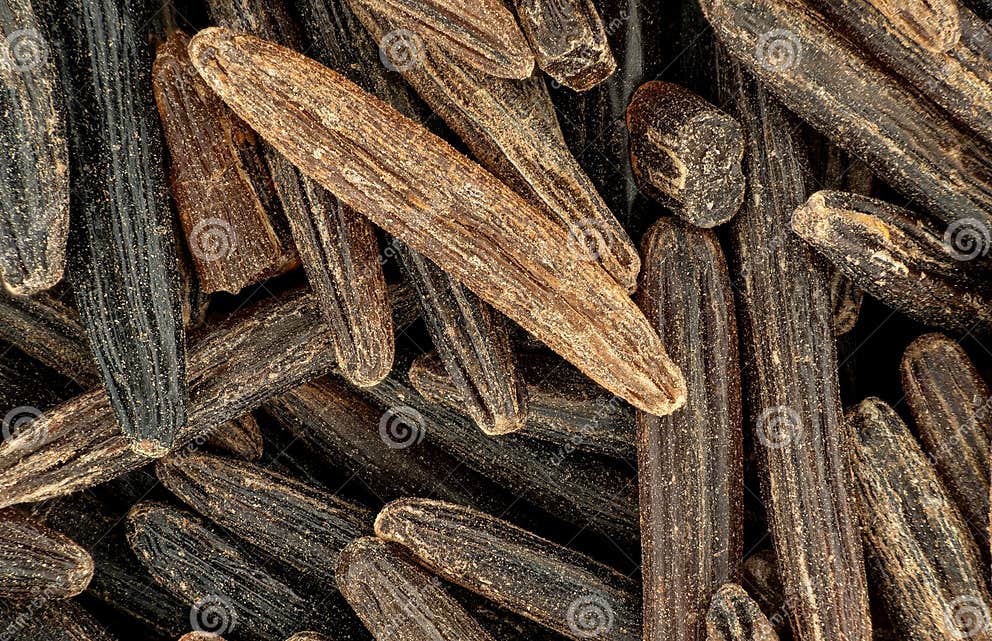 Brown Wholegrain Rice Under Microscope, Image Width 15mm Stock Photo ...