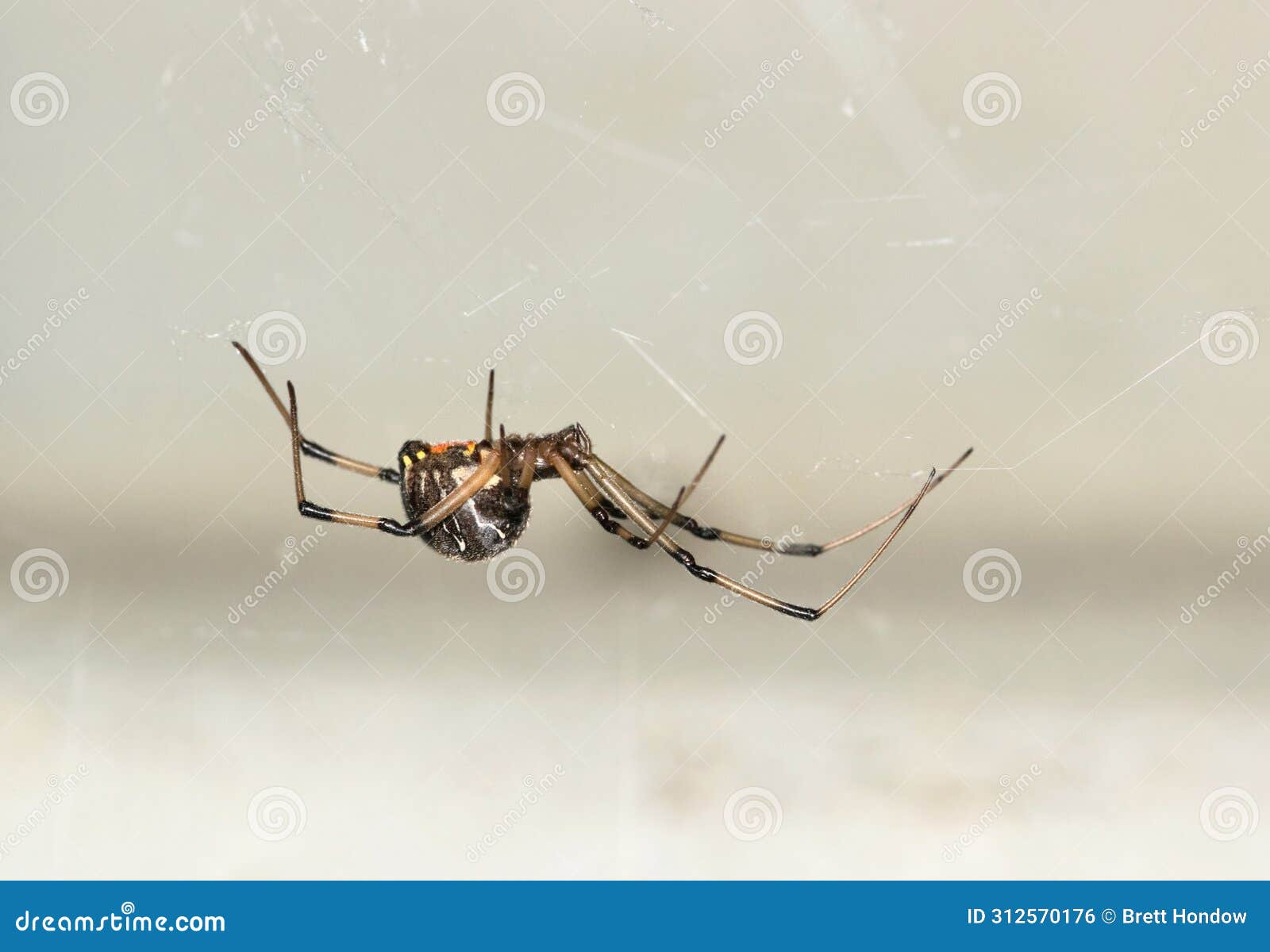 Latrodectus Geometricus, Commonly Known As The Brown Widow, Brown ...