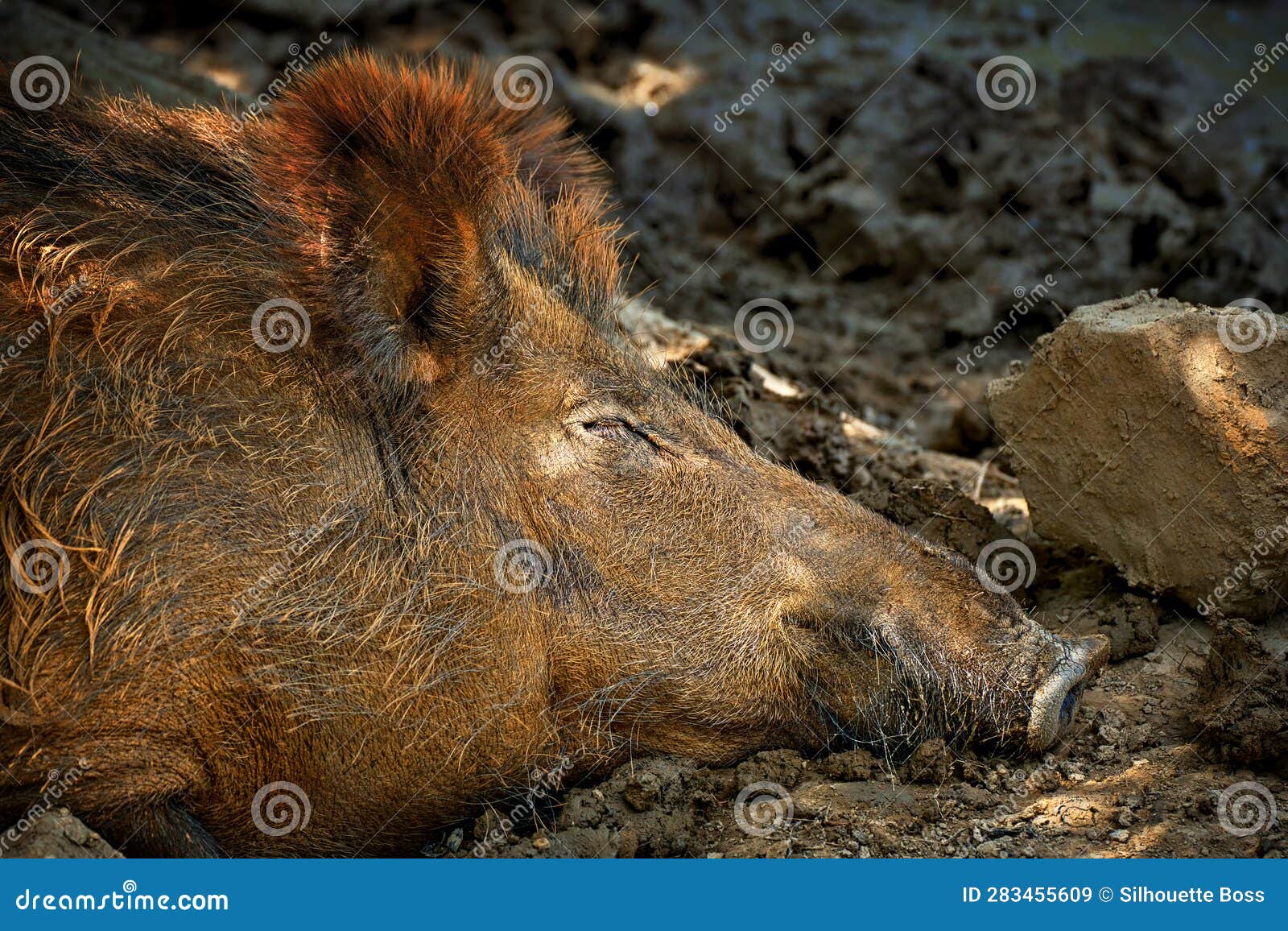 Brown Wild Boar Sleeping in the Outdoors Nature. Boar Face Head ...