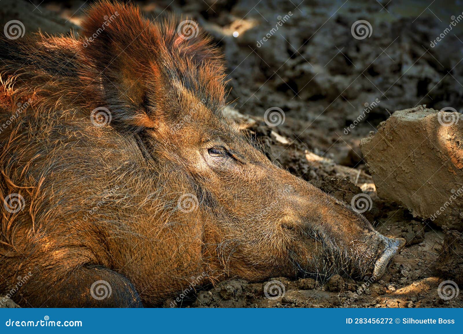 Brown Wild Boar Sleeping in the Outdoors Nature. Boar Face Head ...