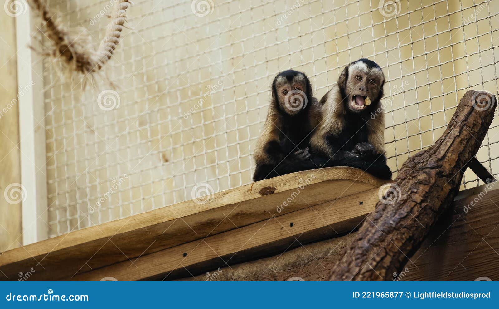 Brown Wild Chimpanzee Eating Bread in Stock Image - Image of life ...