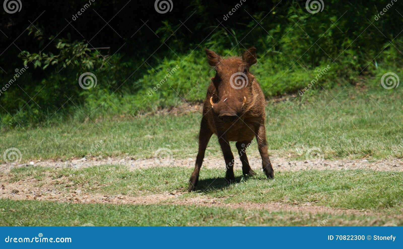 Brown wild hog stock photo. Image of drinking, themes - 70822300