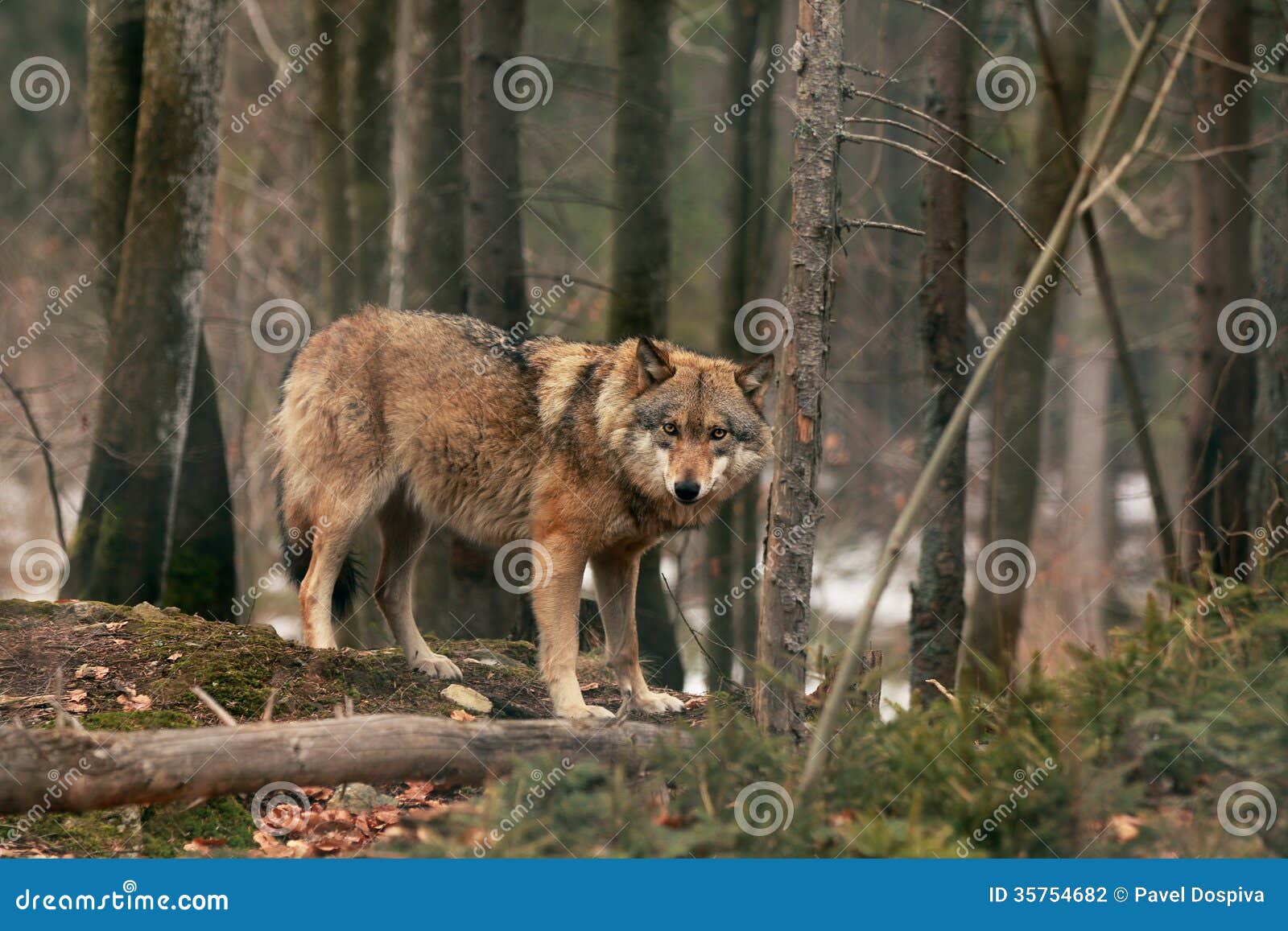 Brown wildlife Wolf stock photo. Image of carnivore, pawed - 35754682
