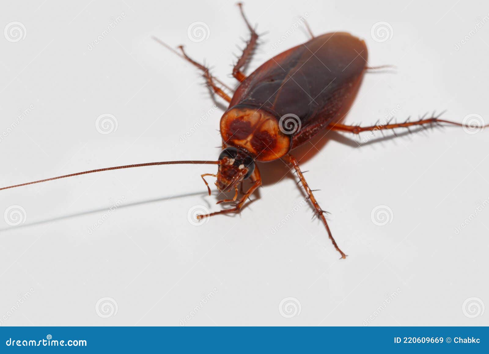 Brown winged cockroach . stock image. Image of germs - 220609669