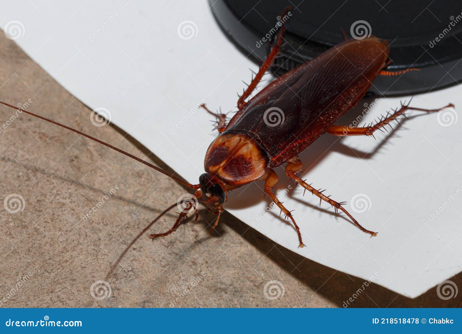 Brown winged cockroach stock photo. Image of gross, infestation - 218518478