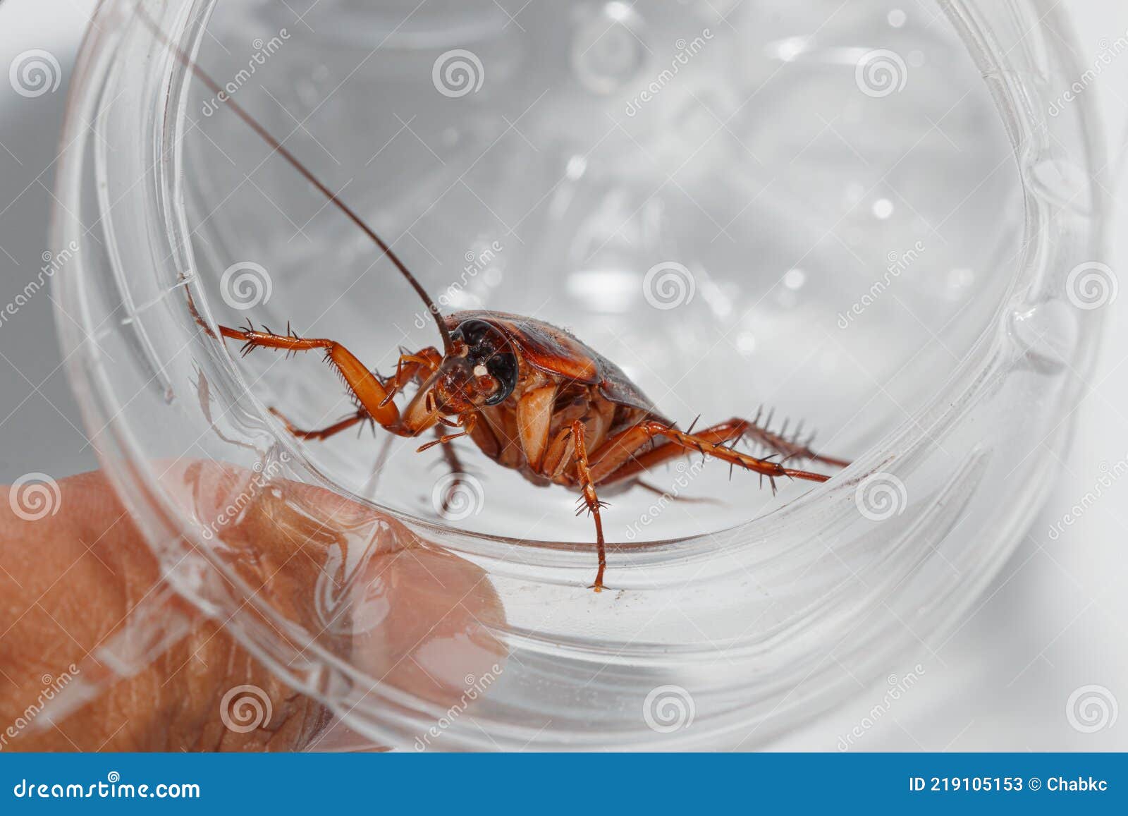Brown winged cockroach stock image. Image of insect - 219105153