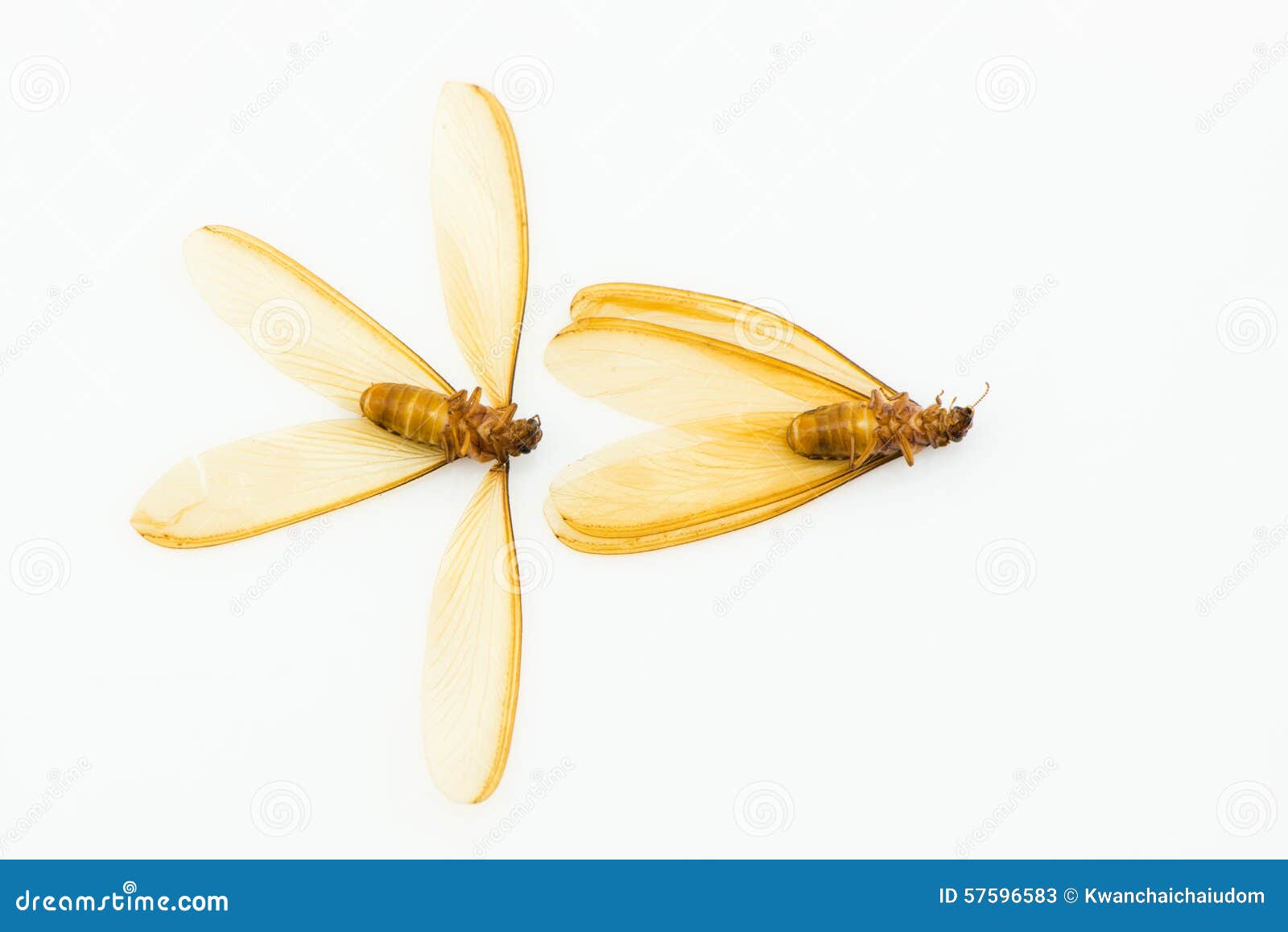Brown Winged Termite (alate) Isolated on White Background. Stock Image ...