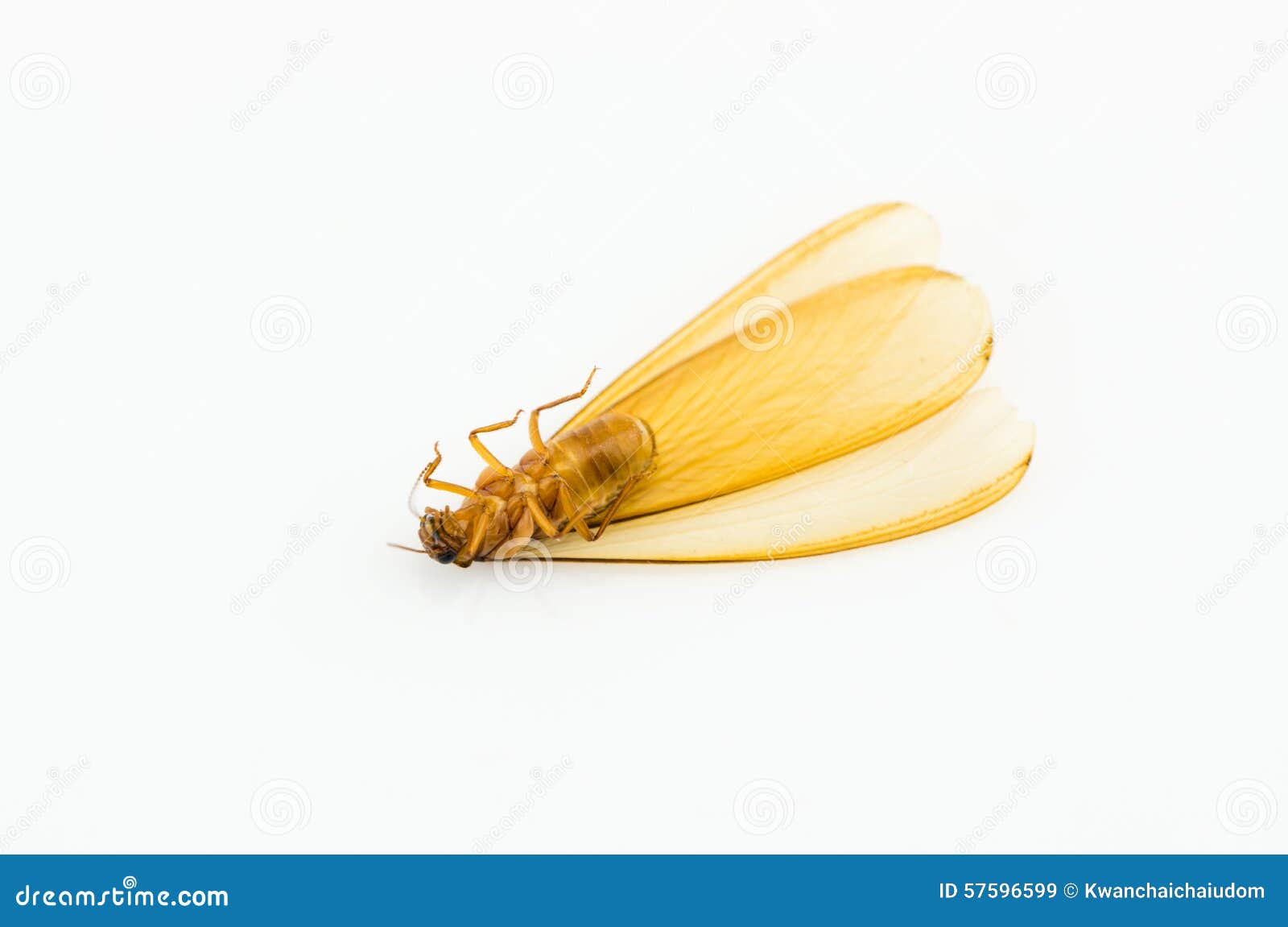 Brown Winged Termite (alate) Isolated on White Background. Stock Image ...