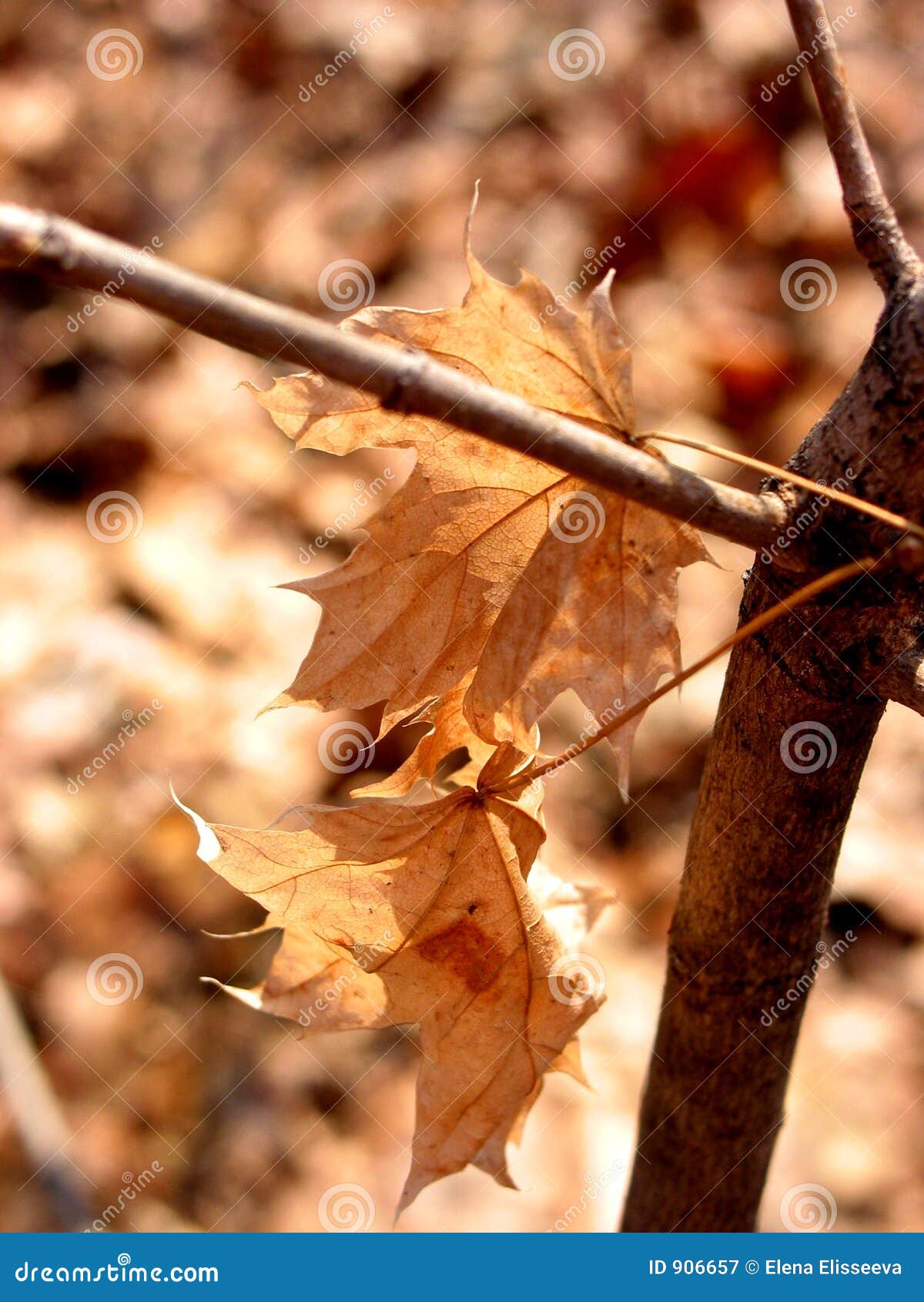Brown winter stock image. Image of trees, december, brown - 906657