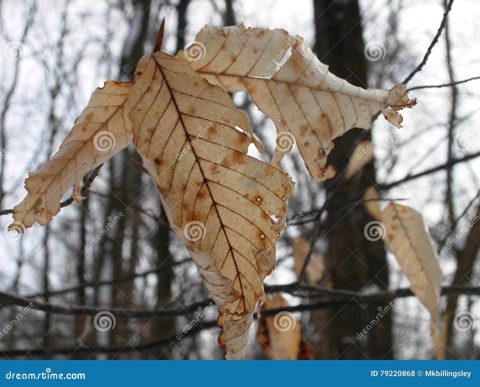 Brown Winter Leaf stock photo. Image of maple, tree, winter - 79220868