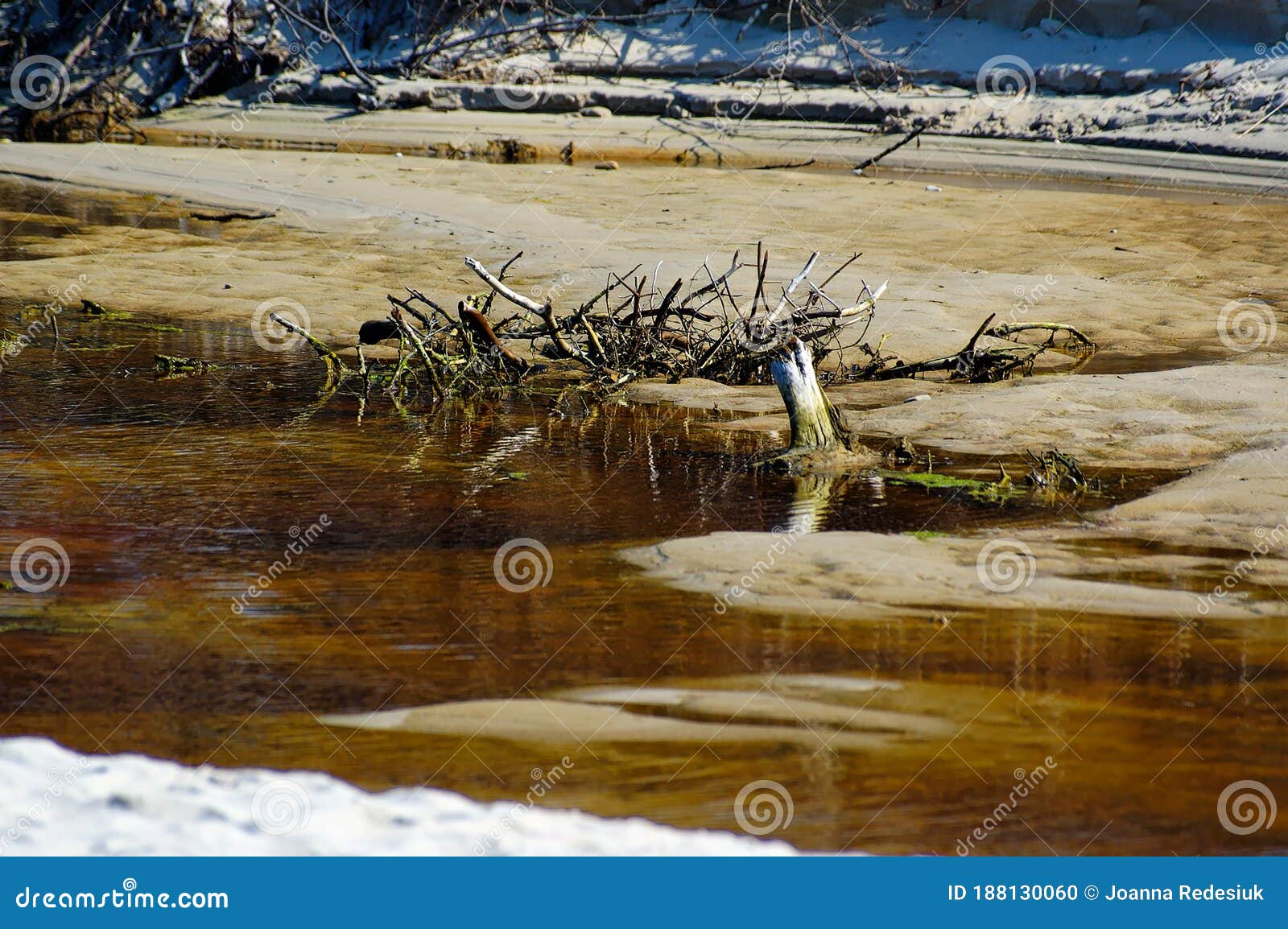 Brown Withered Tree on the Sand at the Shore Stock Photo - Image of ...