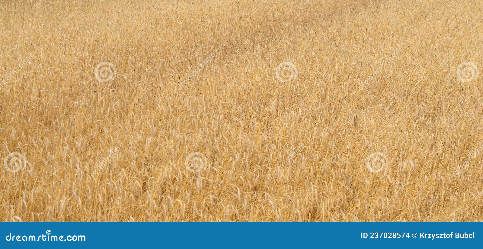 Brown Withered Wheat with Visible Details. Background Stock Photo ...