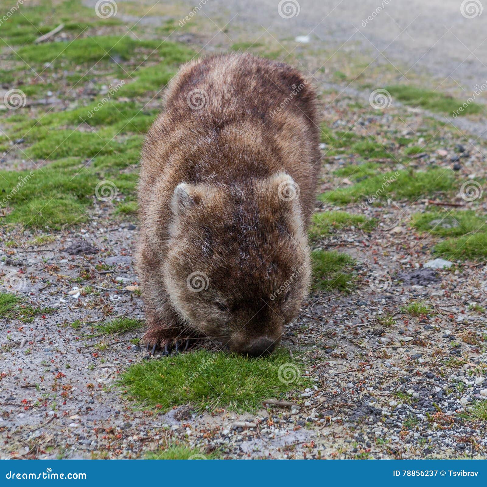 Brown Wombat Eating Grass in Tasmania Stock Image - Image of australia ...