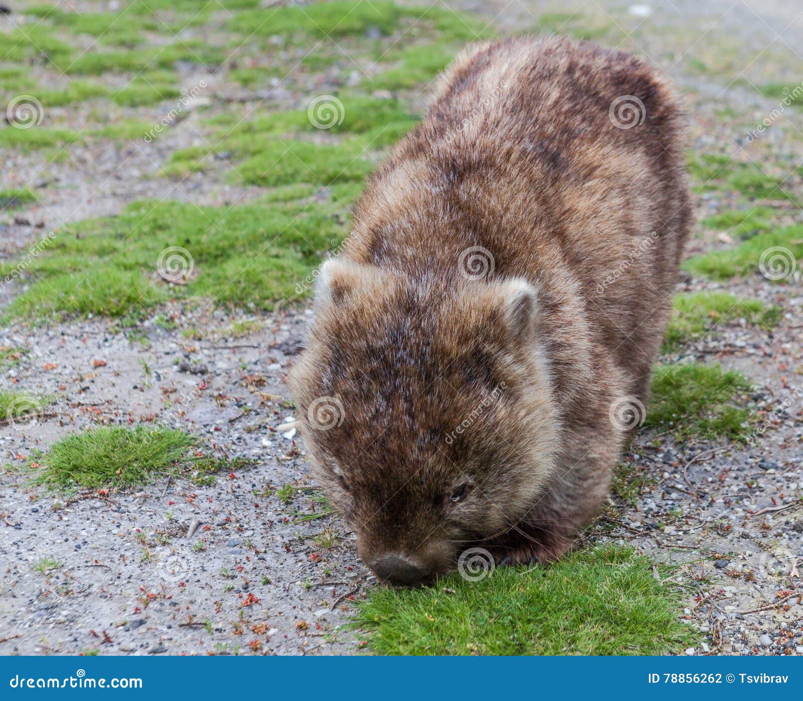 Brown Wombat Eating Grass in Tasmania Stock Photo - Image of australia ...