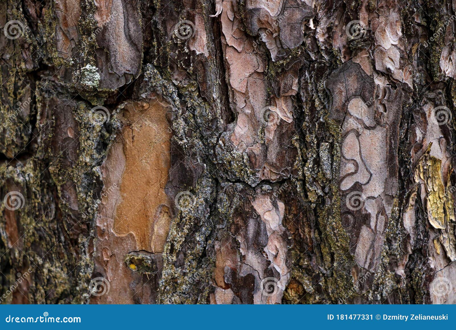 Brown Wood Bark Texture As Background Image Stock Image - Image of wood ...