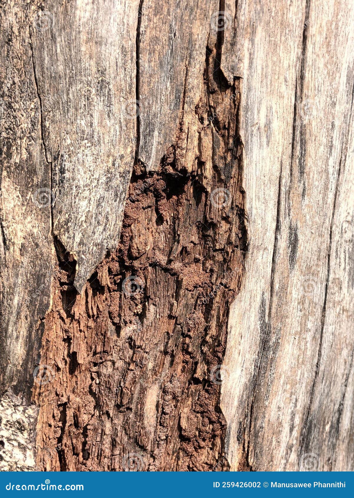 Brown Wood Inside the Trunk of a Tree Stock Photo - Image of chestnut ...