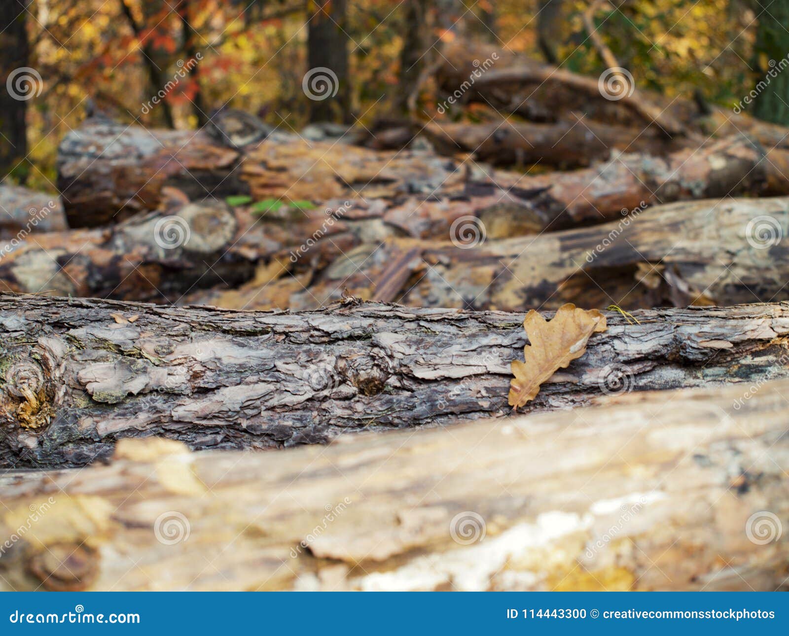 Brown Wood Logs Picture. Image: 114443300