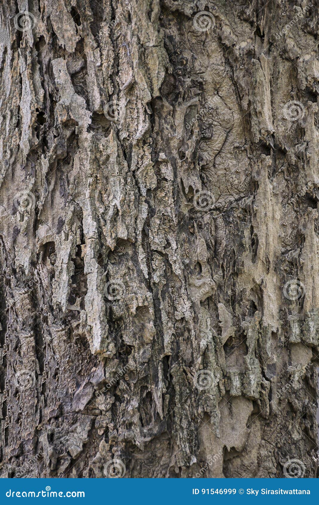 Brown Wood Texture of Tree. Stock Image - Image of decorative, desk ...
