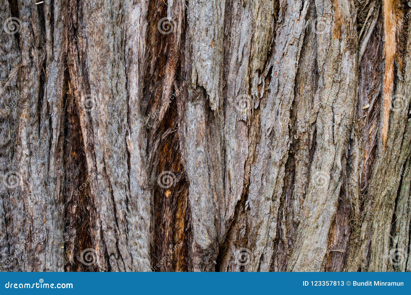 Brown Wood Tree Texture, Surface Pattern. Stock Image - Image of plant ...