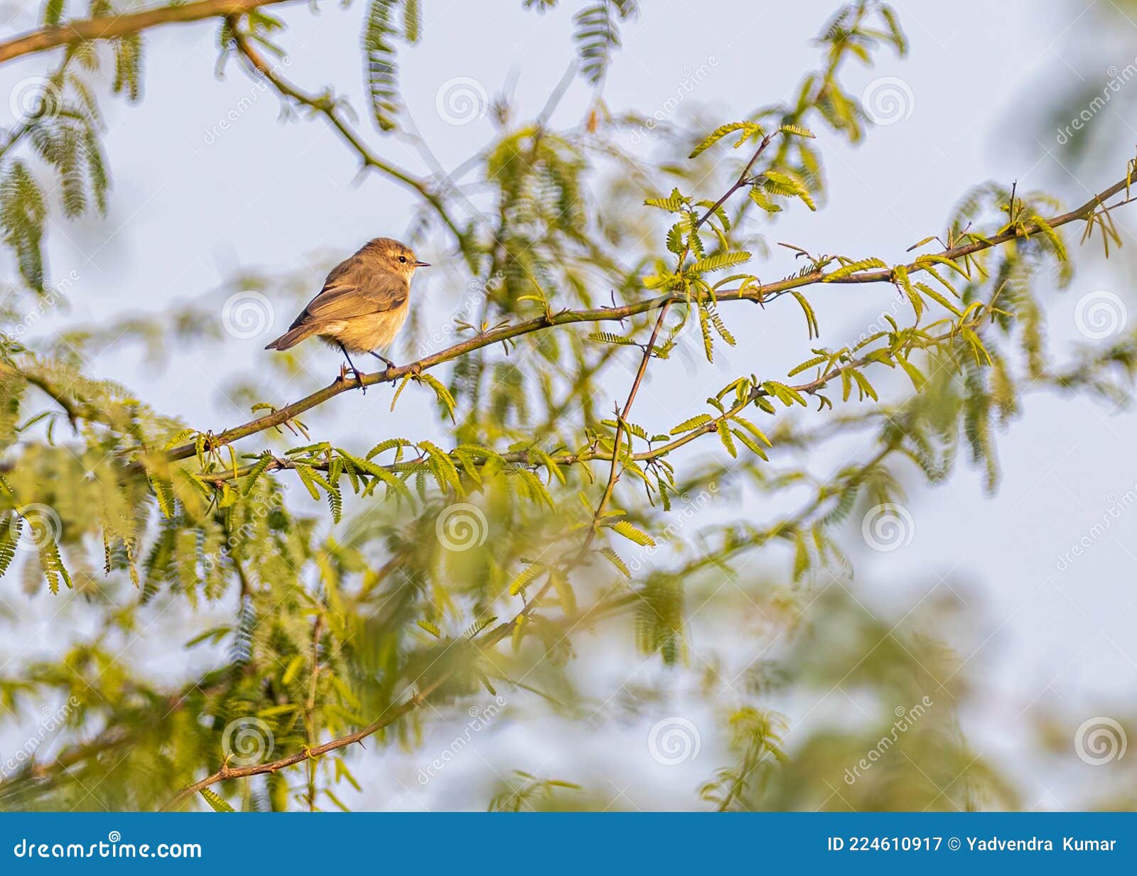 Brown Woodland Warbler on a Tree Stock Image - Image of singing, hedge ...
