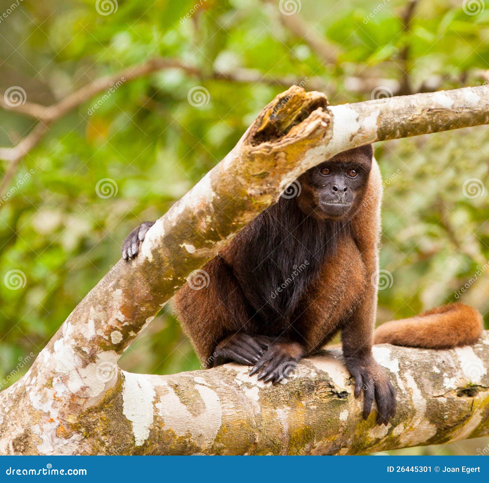 Brown Woolly Monkey stock image. Image of natural, cute - 26445301