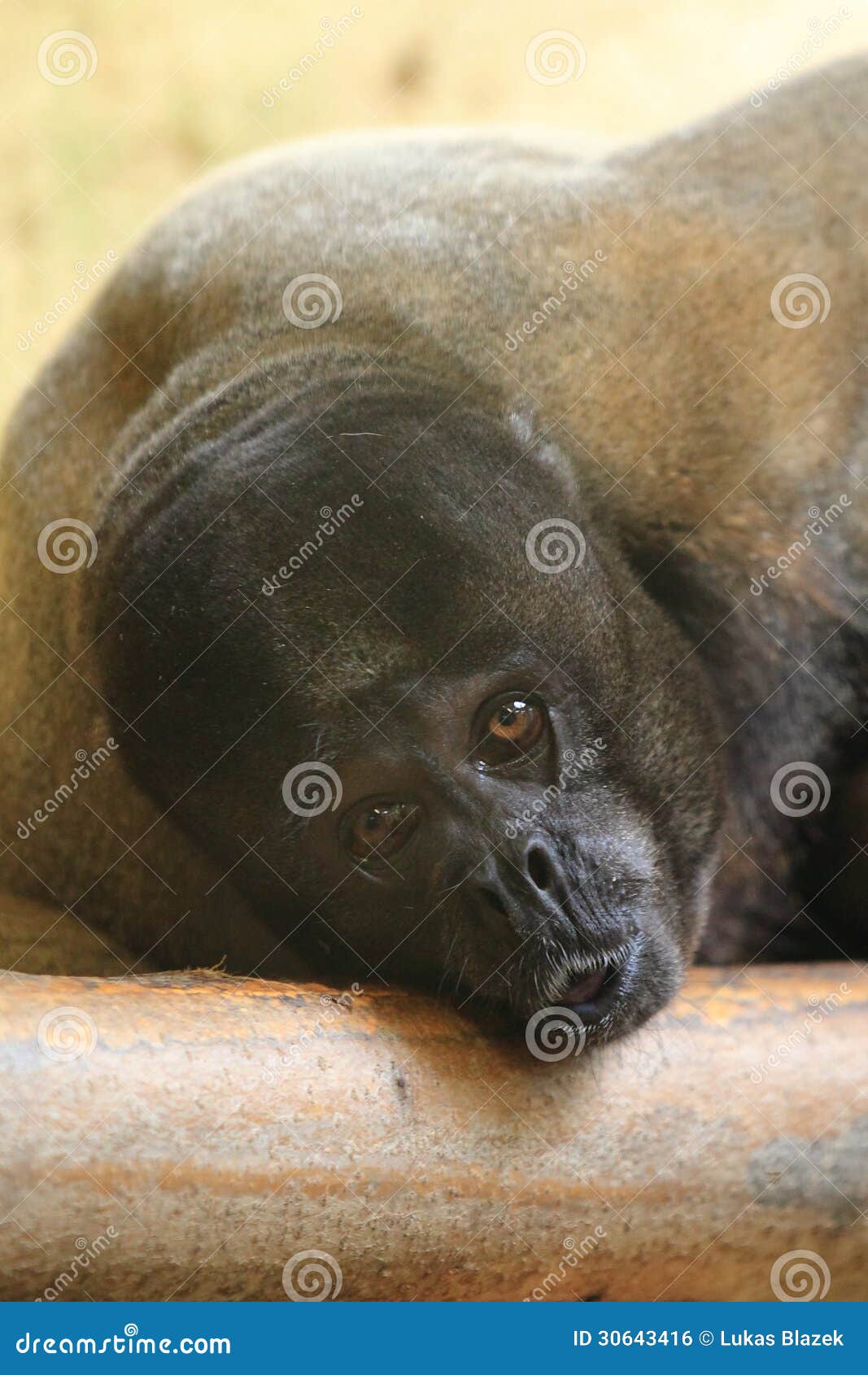 Brown woolly monkey stock photo. Image of detail, mammal - 30643416
