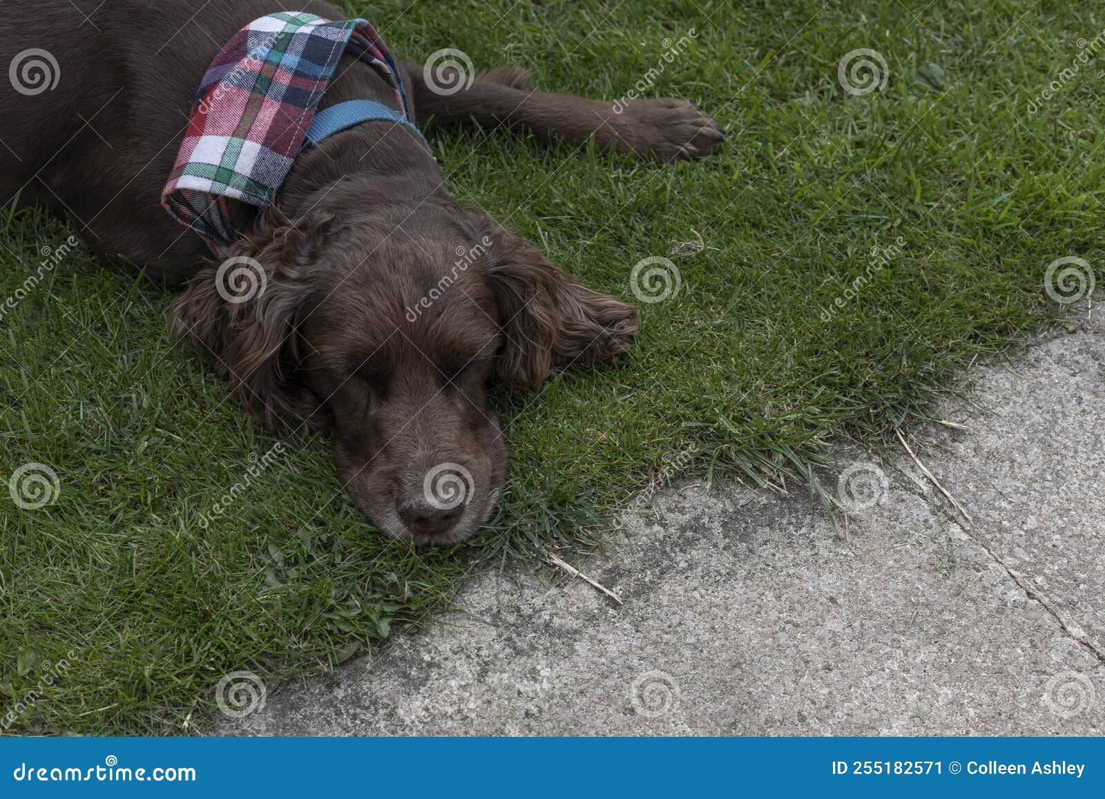 Brown Working Cocker Spaniel Asleep Stock Image - Image of beautiful ...