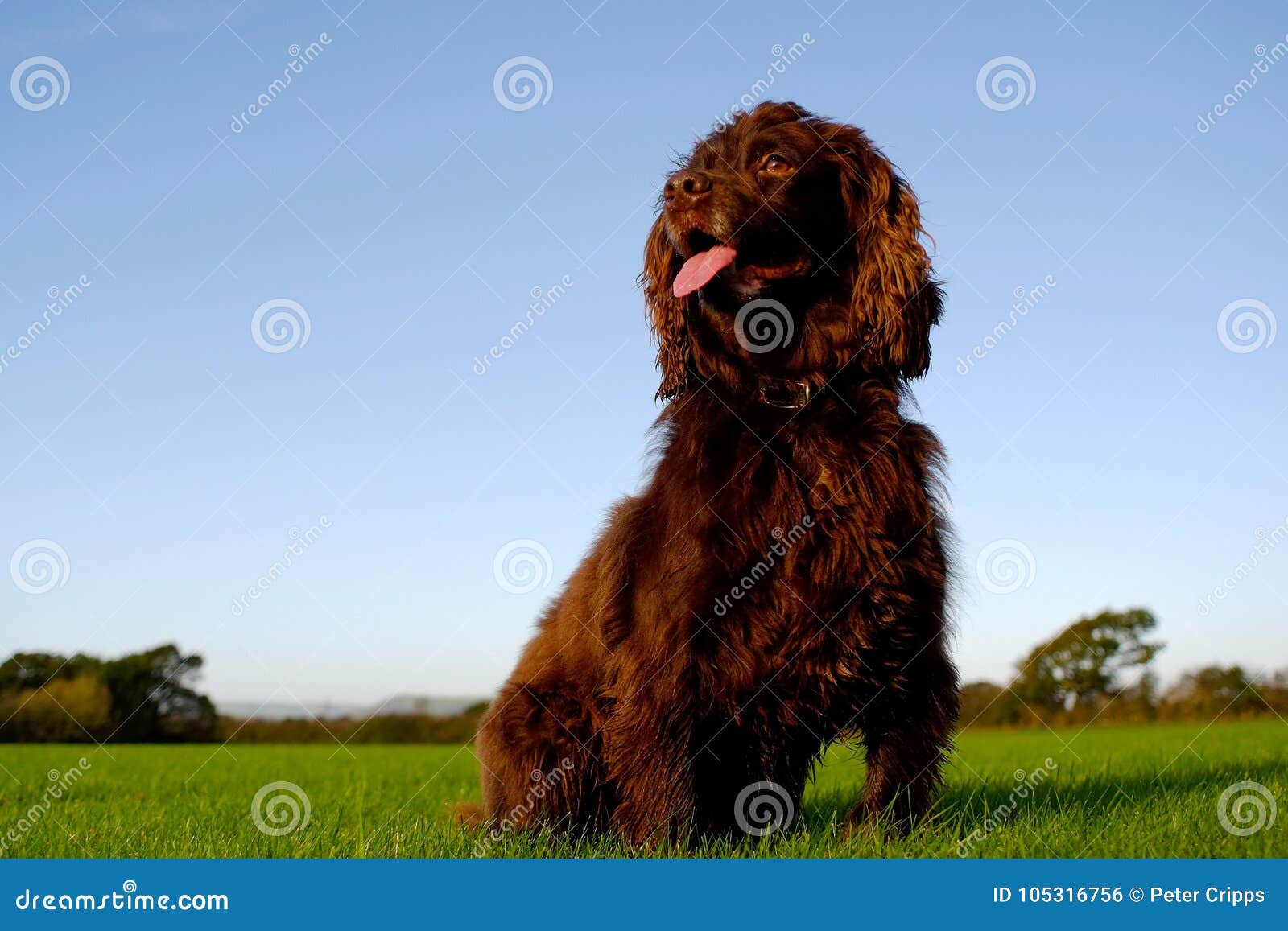 Cocker stock photo. Image of brown, liver, working, spaniel - 105316756