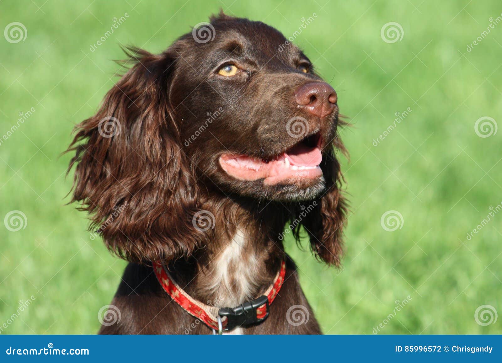 A Brown Working Type Cocker Spaniel Pet Gundog Stock Photo - Image of ...