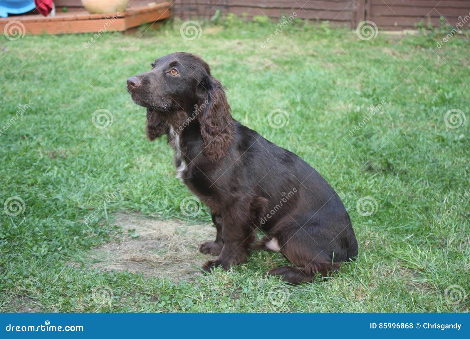 A Brown Working Type Cocker Spaniel Pet Gundog Sitting Stock Photo ...