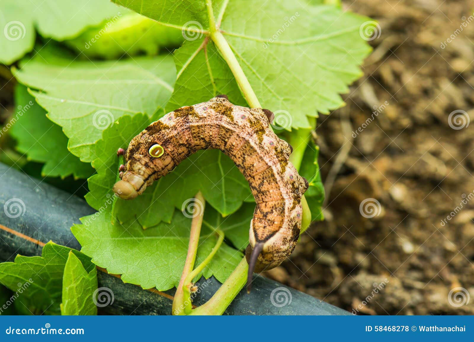 Brown worm. stock photo. Image of caterpillar, brown - 58468278