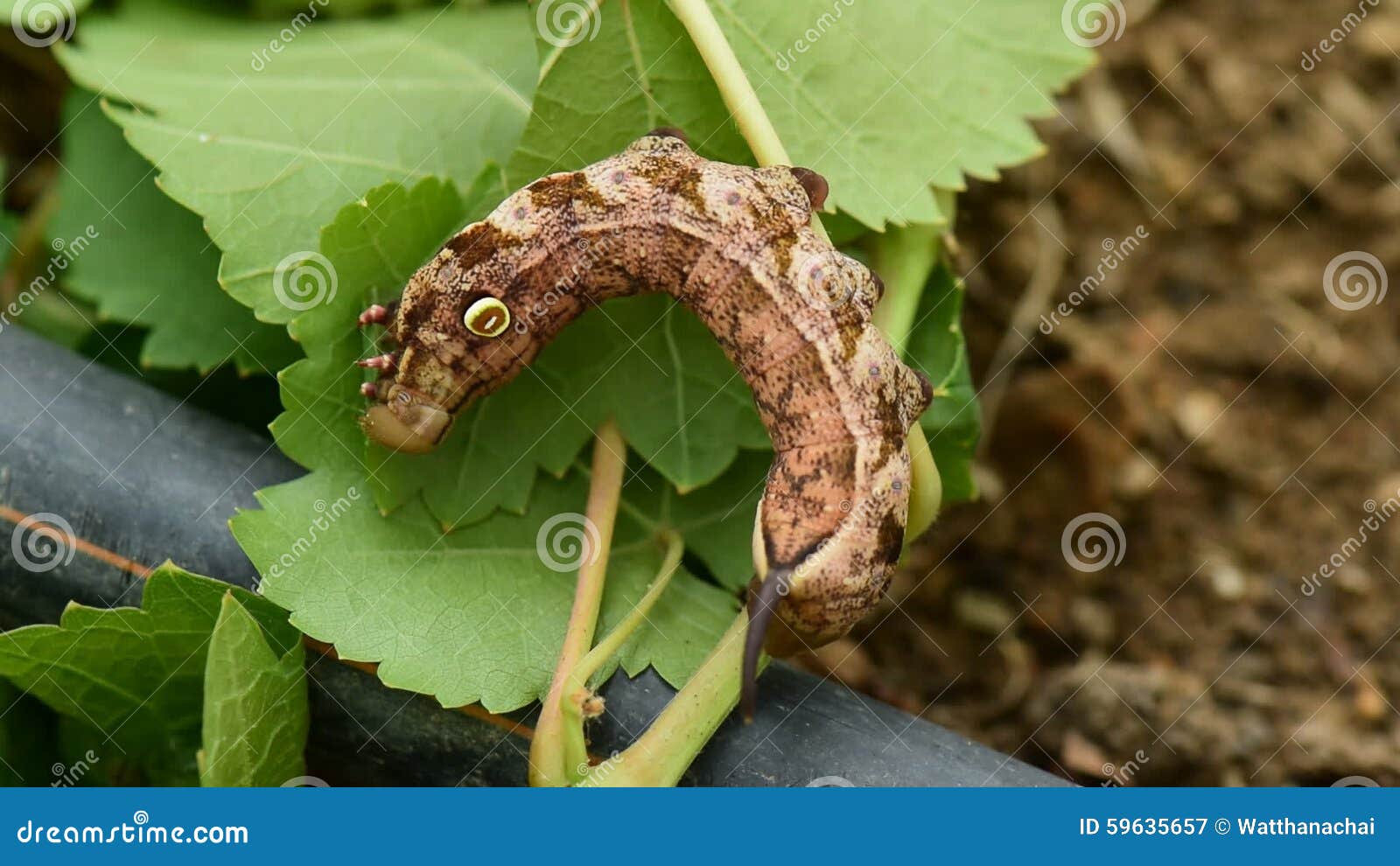 Brown Worm on Grape Leaves. Stock Video - Video of crawling, wildlife ...