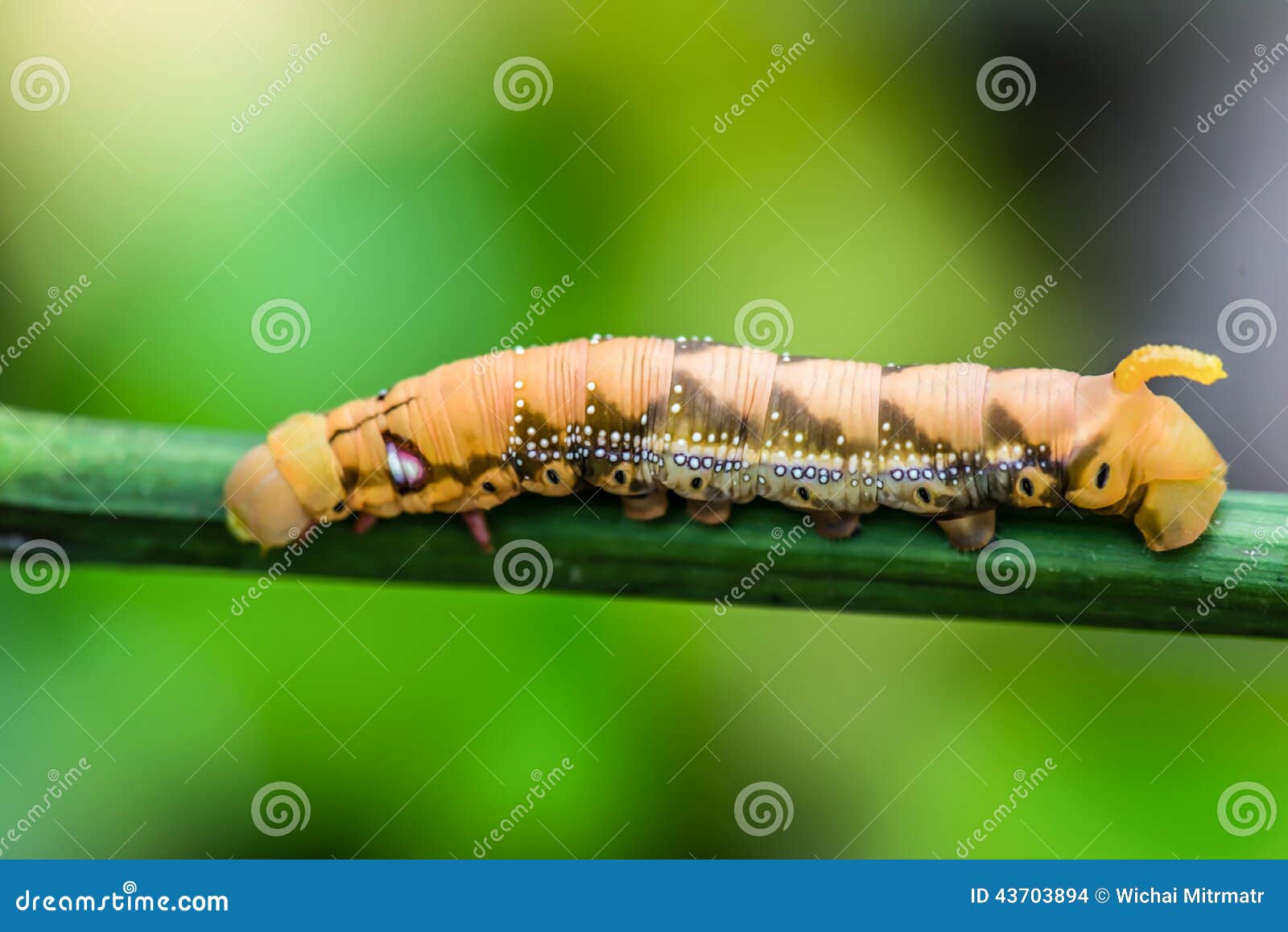 Brown worms stock photo. Image of soft, legs, lovely - 43703894