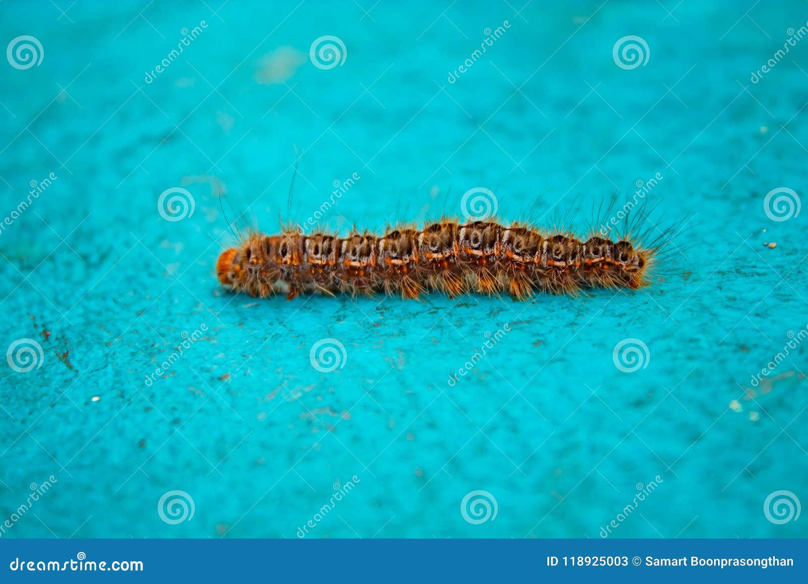 The Brown Worms on the Cement Floor. Stock Image - Image of leaf ...