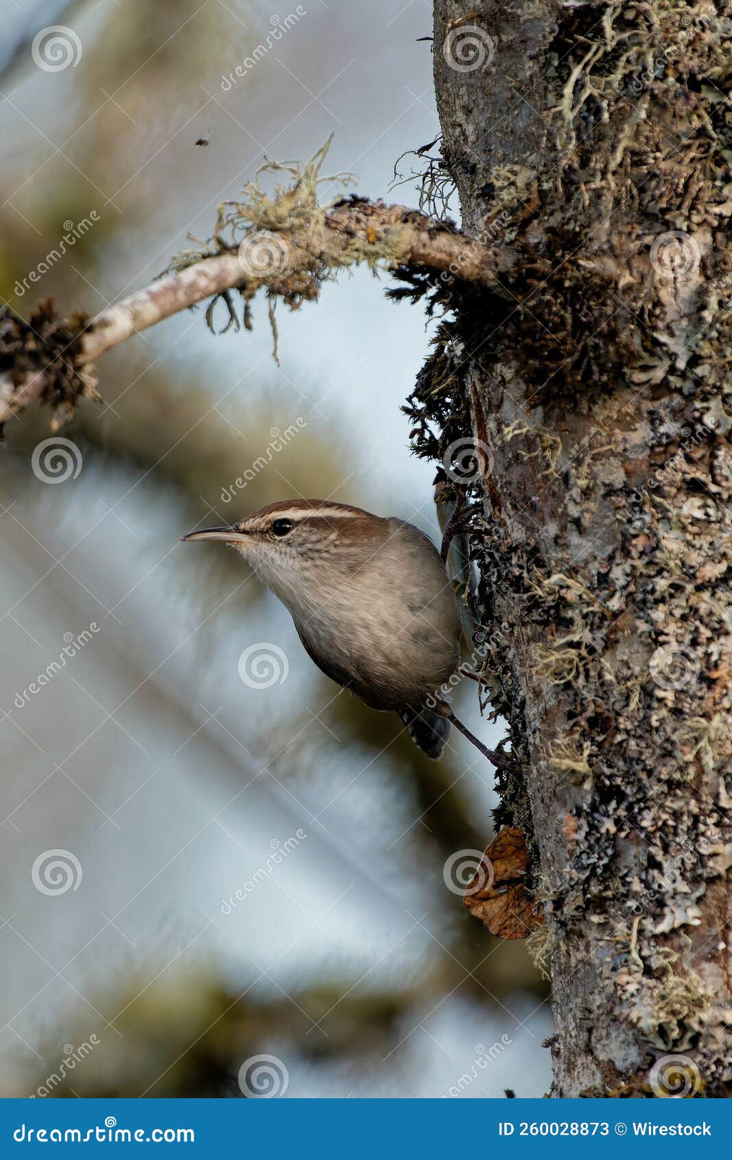 Brown Wren Perching on Tree Bark Stock Image - Image of vegetation ...
