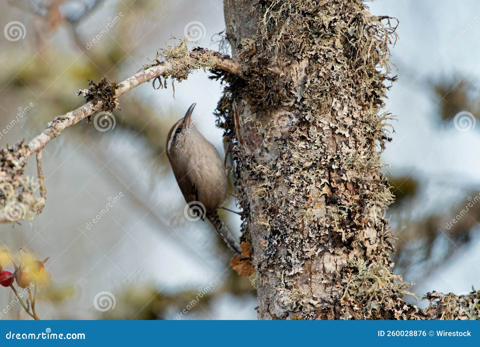 Brown Wren Perching on Tree Bark Stock Photo - Image of outdoor, bird ...