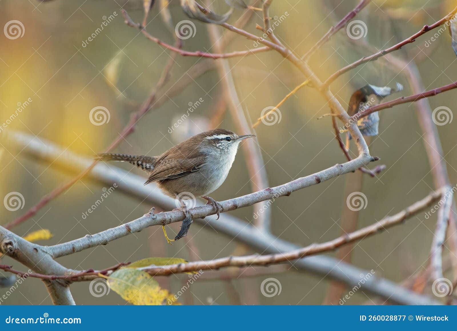 Brown Wren Perching on Tree Branch Stock Image - Image of troglodytes ...