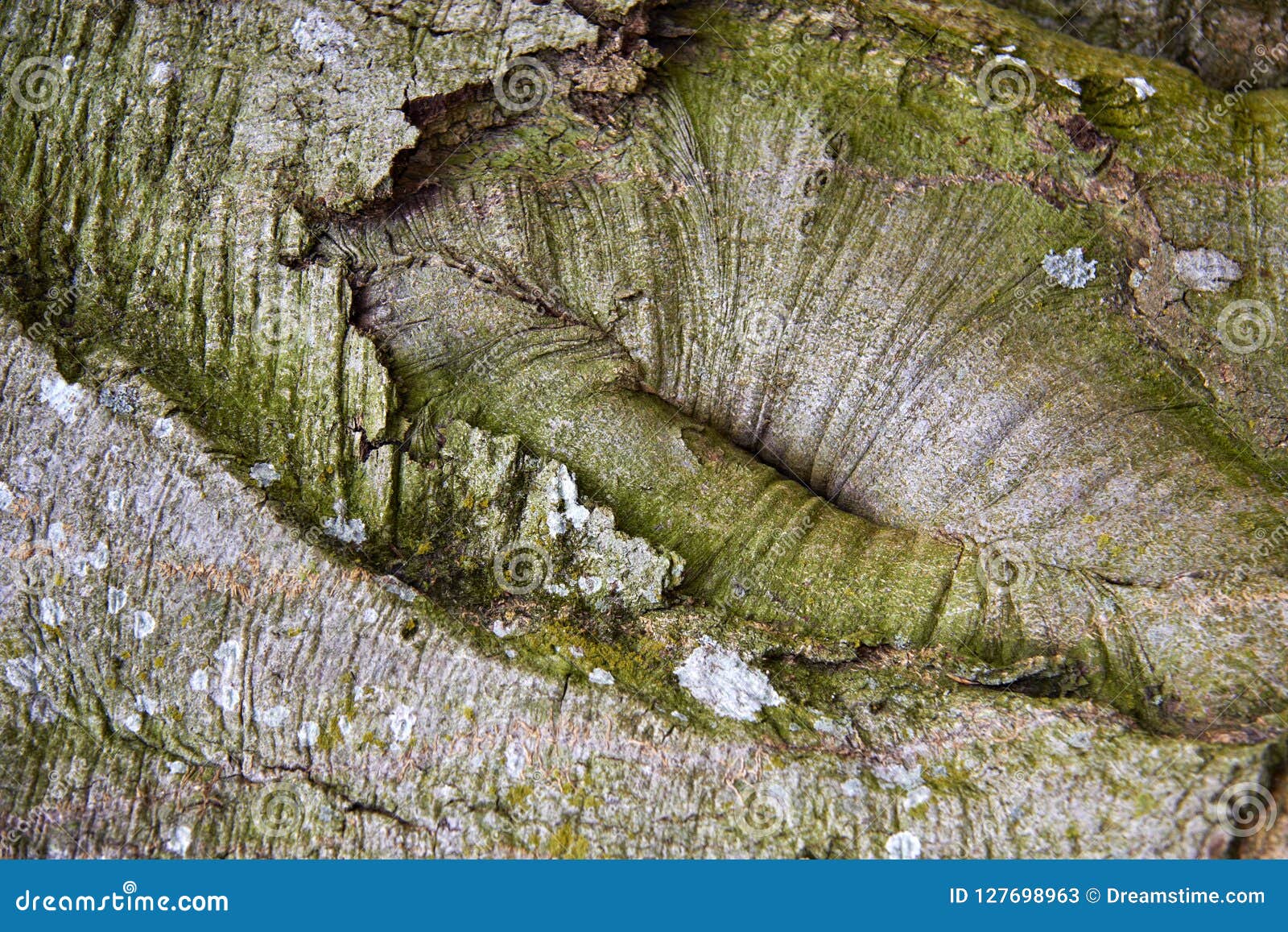 Brown Wrinkled Bark Macro Structure Stock Image - Image of pattern ...